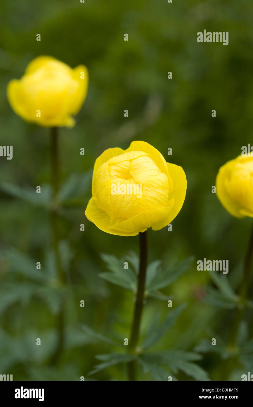 Troll bloom hi-res stock photography and images - Alamy