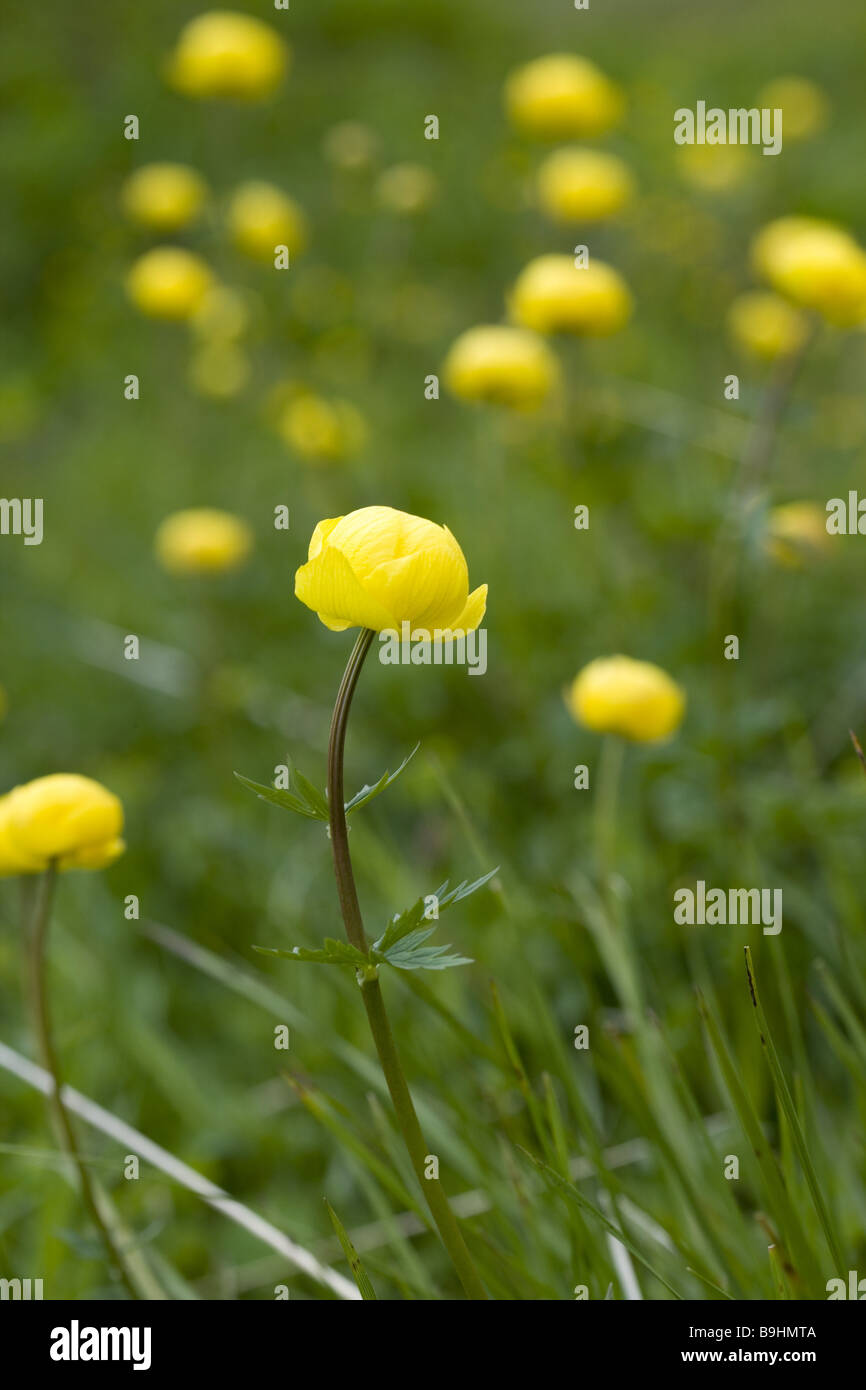 Troll-flower Trollius europaeus bloom close-up Stock Photo - Alamy