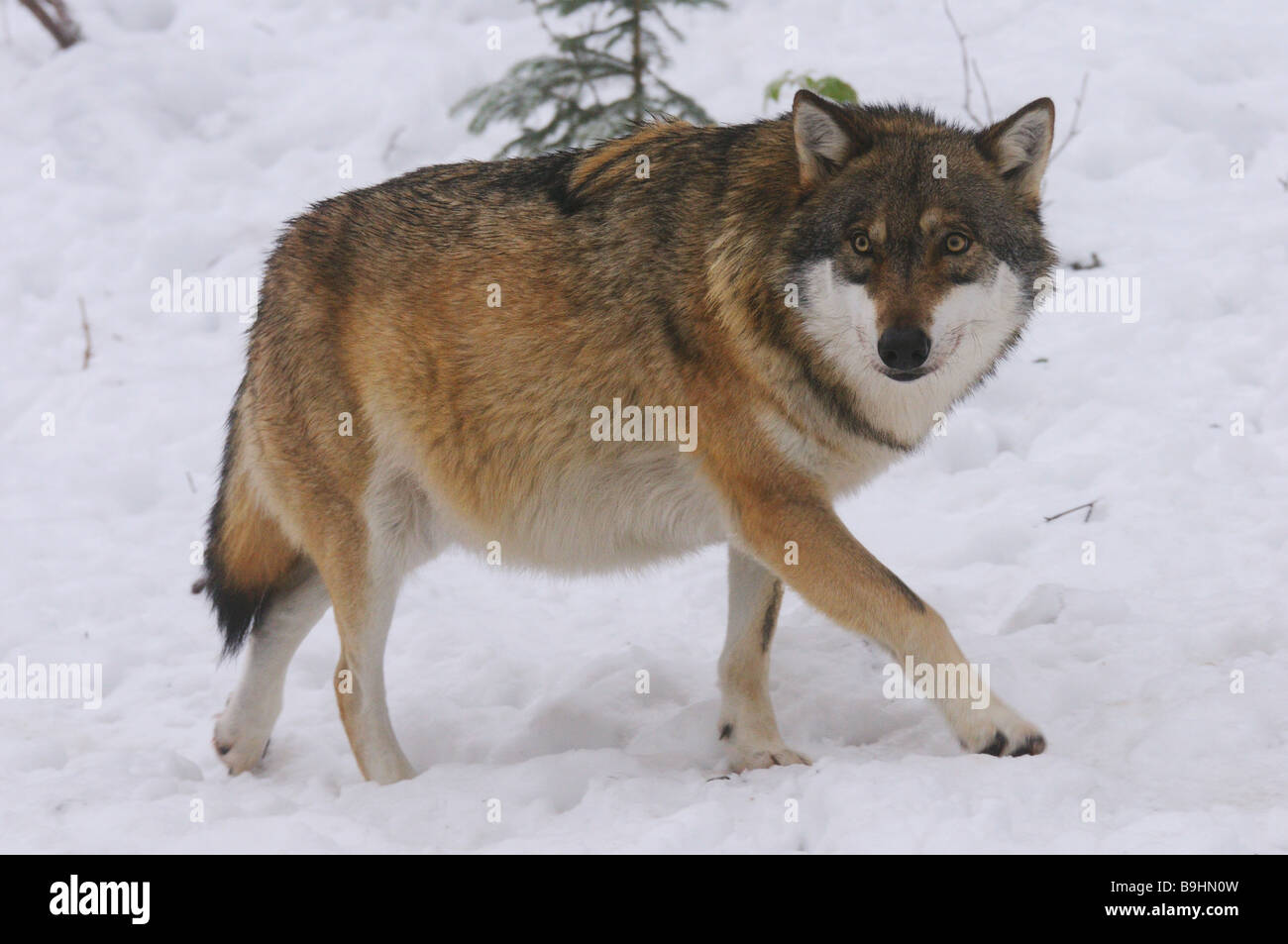 grey wolf - walking in snow Stock Photo - Alamy