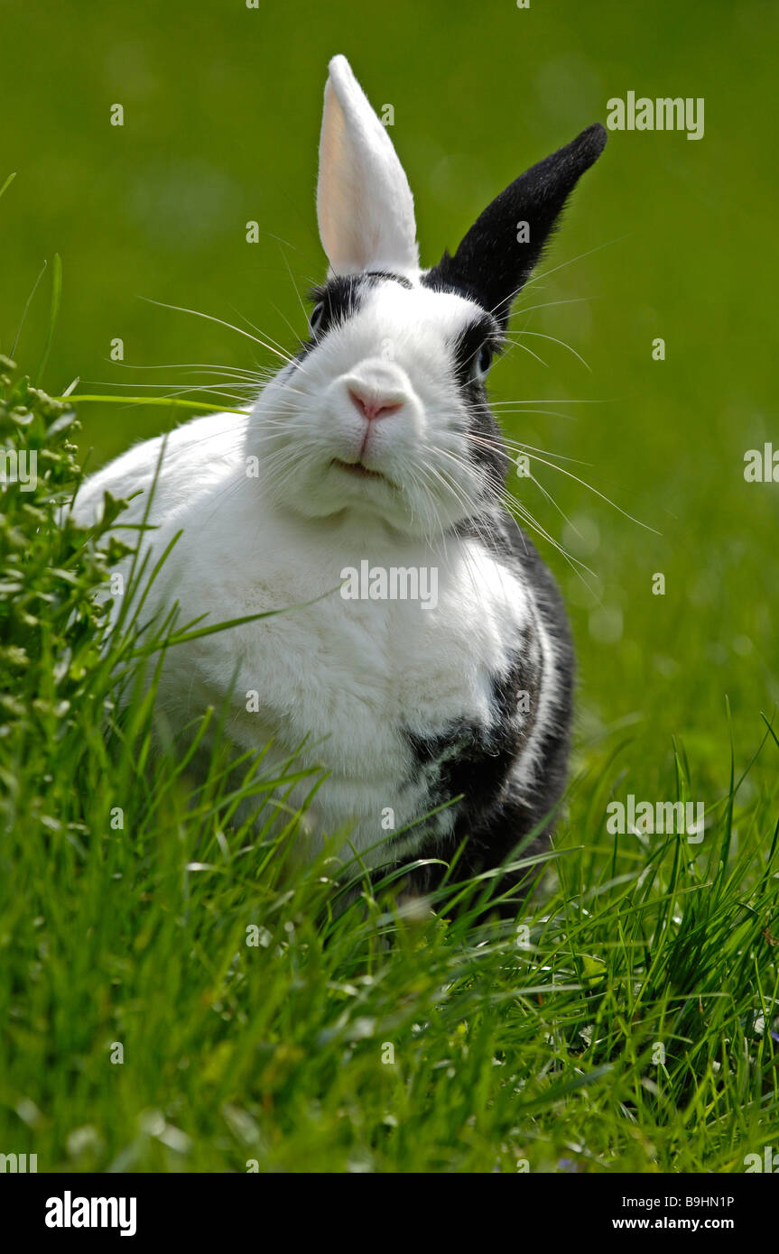 Dwarf Rabbit on a meadow Stock Photo - Alamy