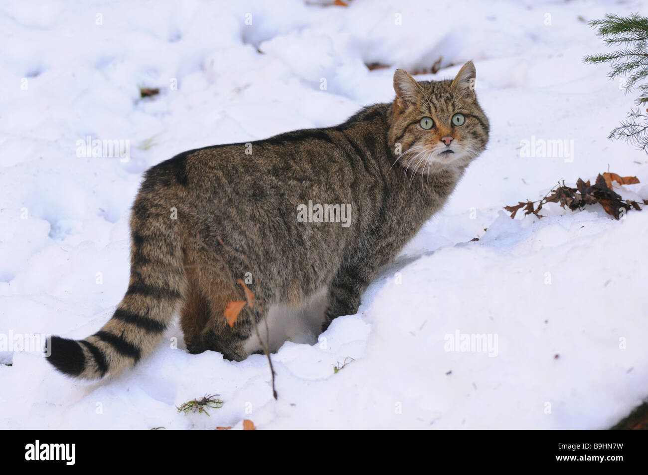 European Wildcat - standing in snow Stock Photo - Alamy