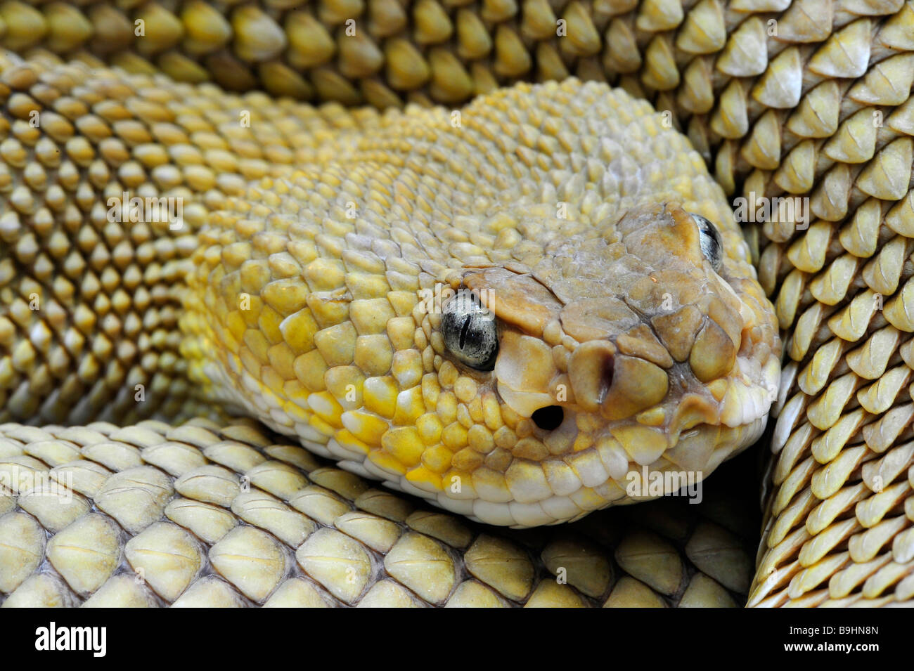 Mexican West Coast Rattlesnake (Crotalus basiliscus), portrait, West ...