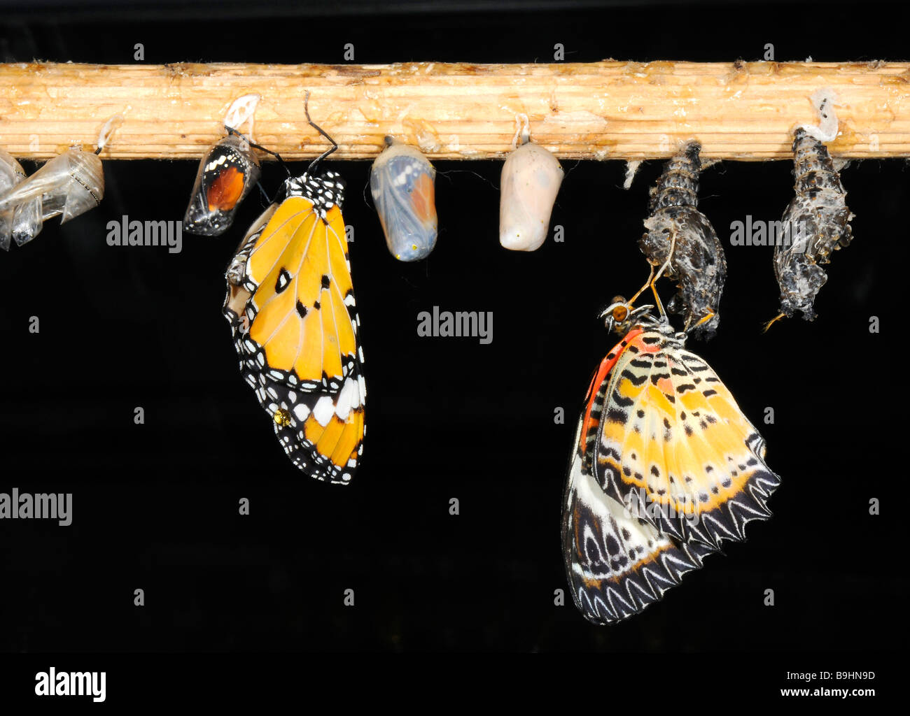 Red Lacewings (Cethosia biblis) emerging from cocoons Stock Photo - Alamy