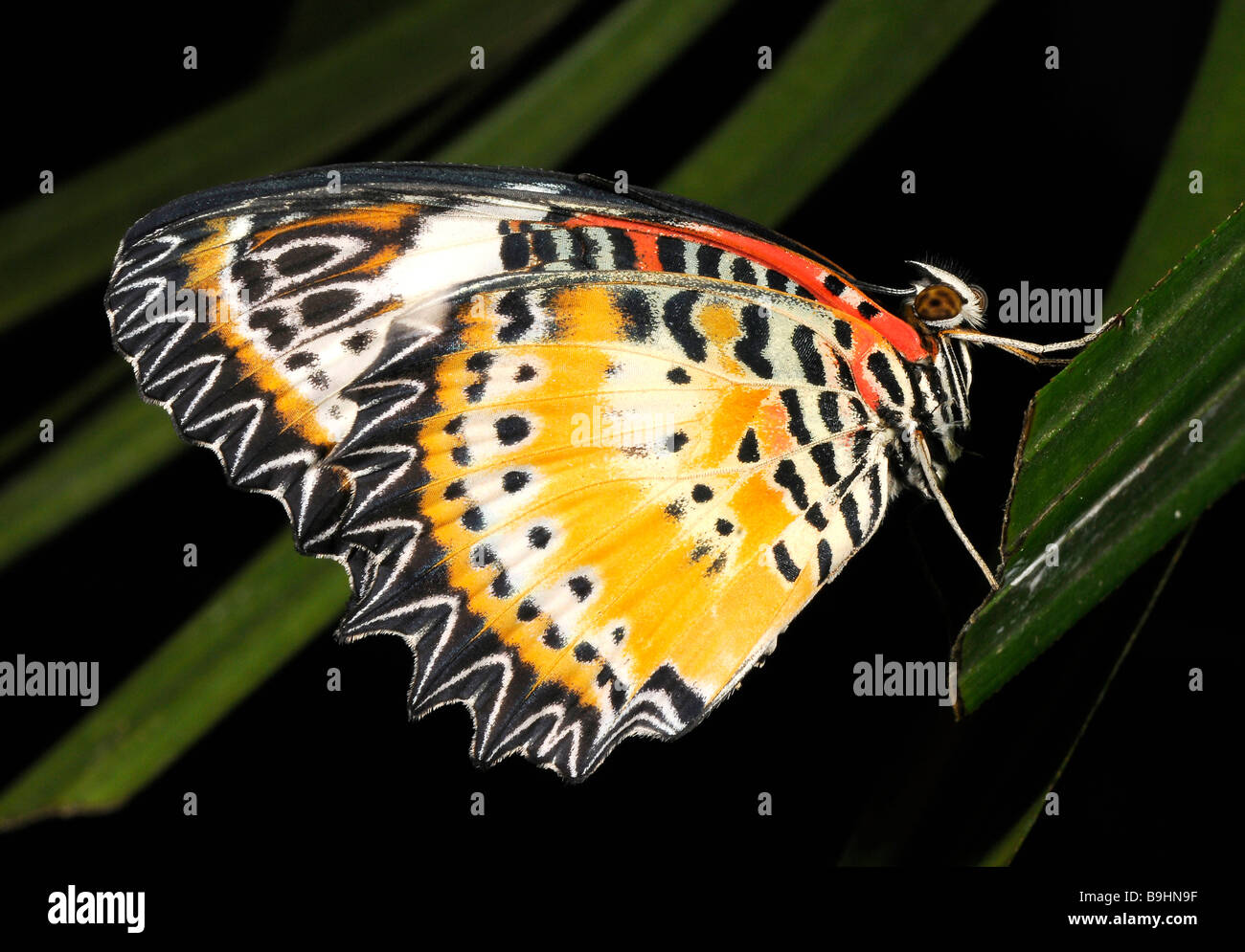 Red Lacewing (Cethosia biblis Stock Photo - Alamy