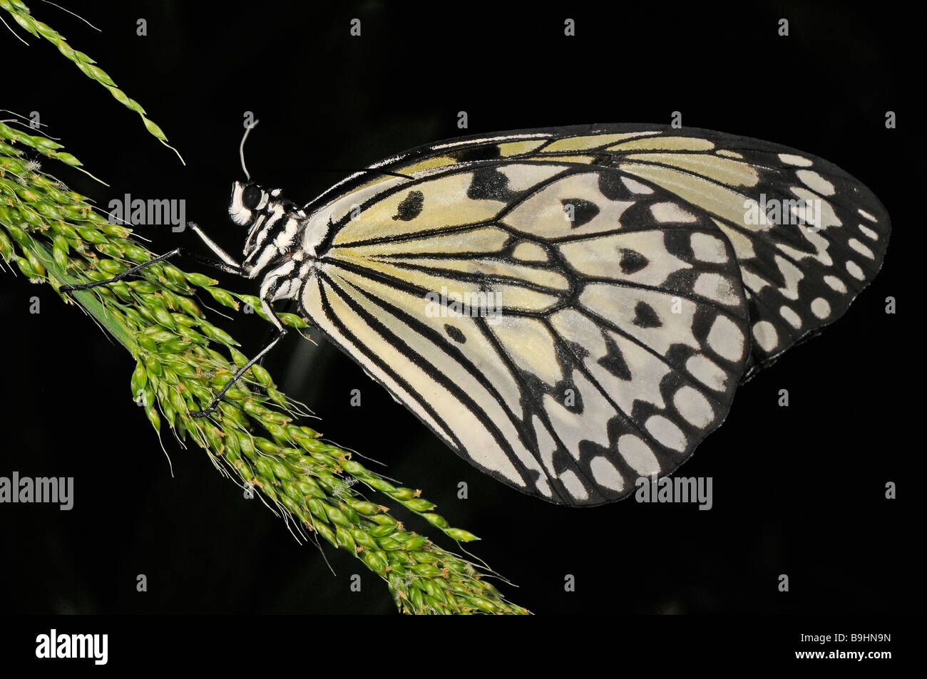 Paper Kite or Rice Paper Butterfly (Idea leuconoe), Malaysia Stock ...