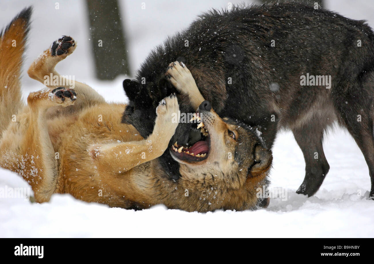 Mackenzie Valley Wolves High Resolution Stock Photography and Images ...
