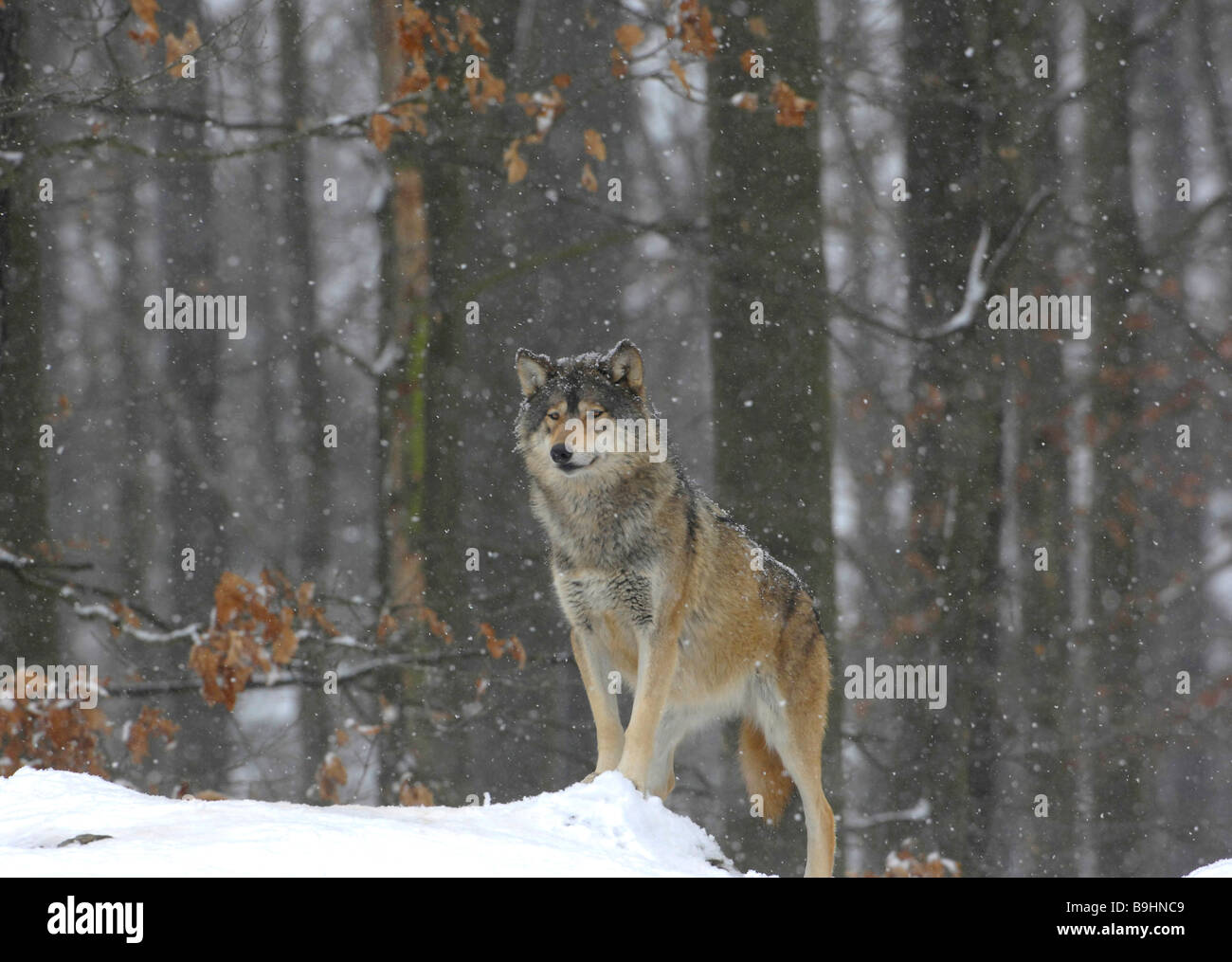 Mackenzie Valley Wolf (Canis lupus occidentalis) in the blowing snow ...