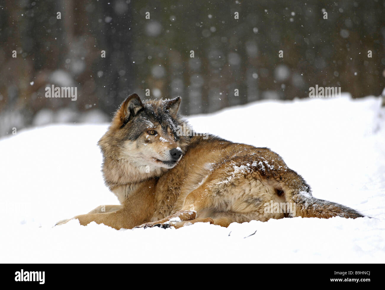 Mackenzie Valley Wolf (Canis lupus occidentalis) in the blowing snow ...