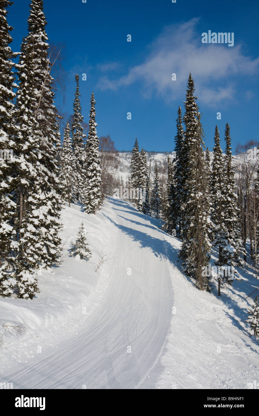 Alpine slope with pine tree covered snow Stock Photo - Alamy