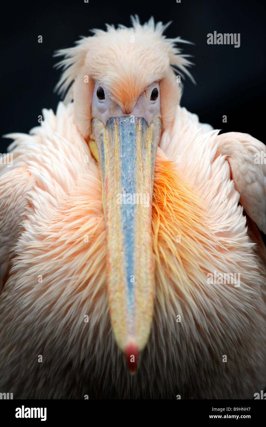 Pelecanus onocrotalus hi-res stock photography and images - Alamy