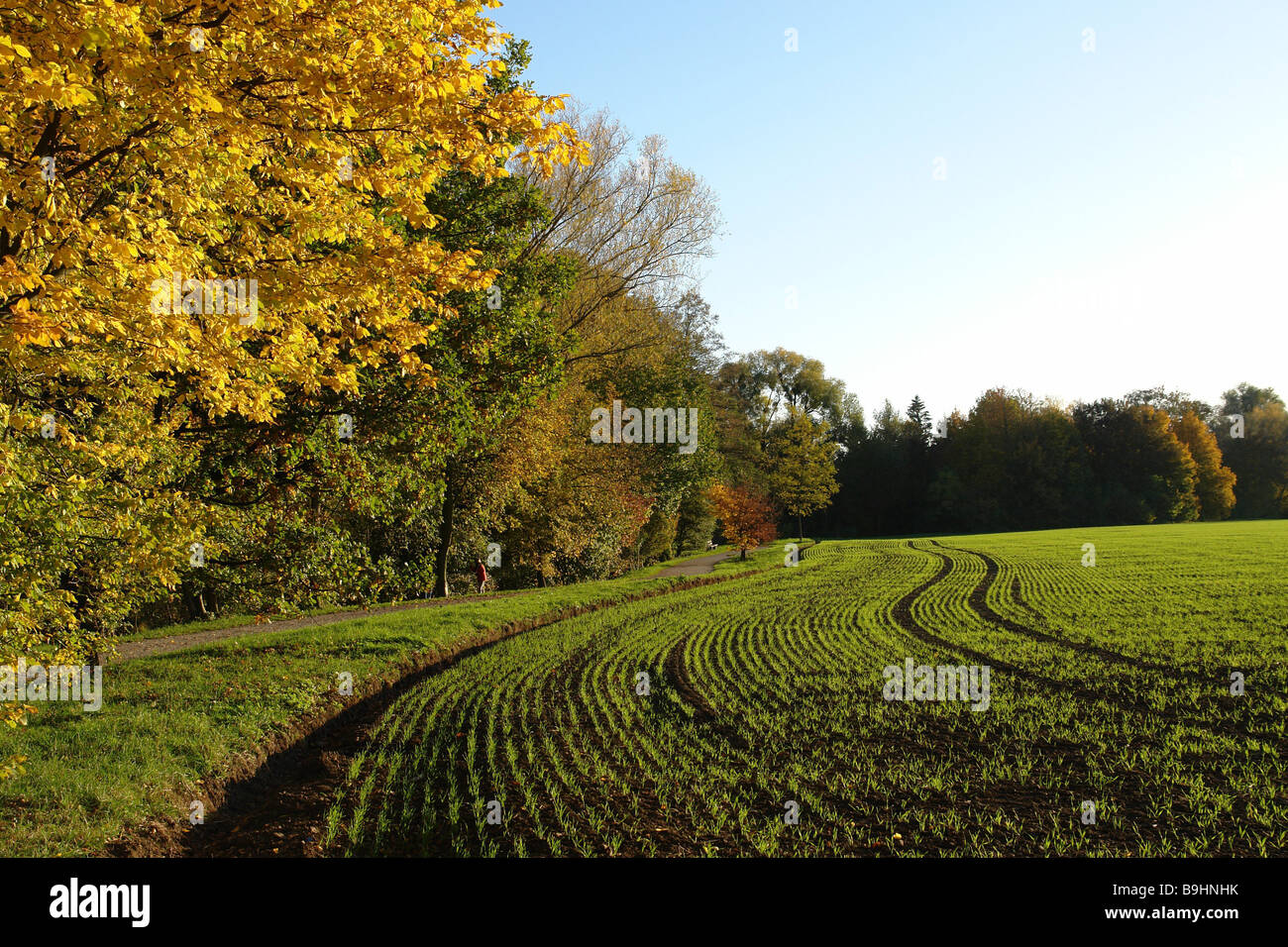 Forest-edge broad-leafed trees way field seed autumn dusk forest ...