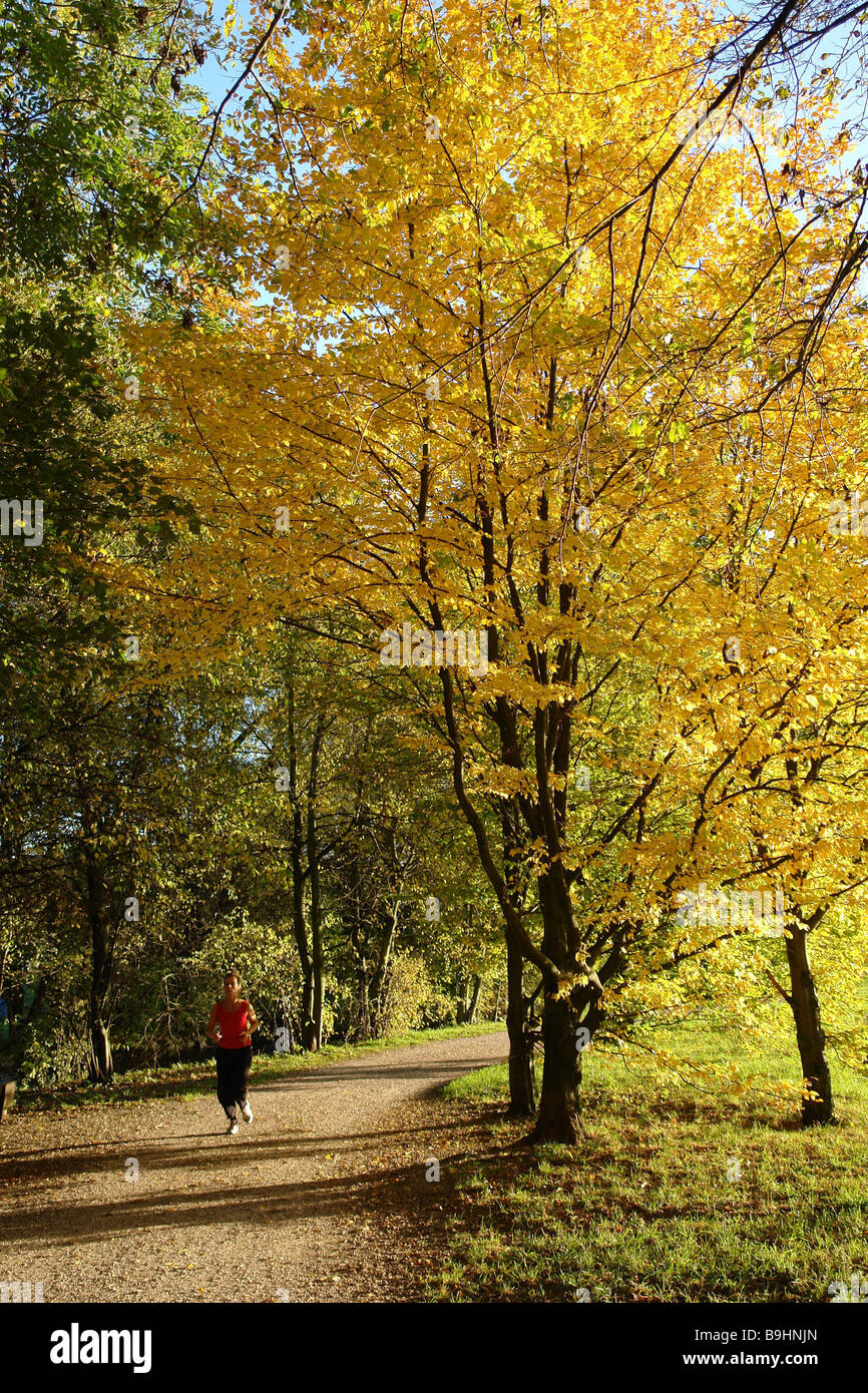 broad-leafed trees way jogger young autumn dusk forest deciduous forest ...