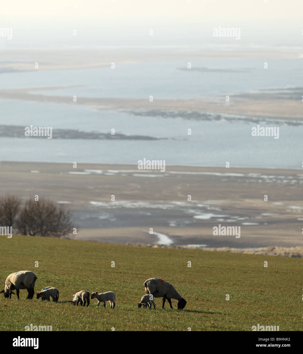 A flock of sheep with a tidal estuary behind Stock Photo - Alamy