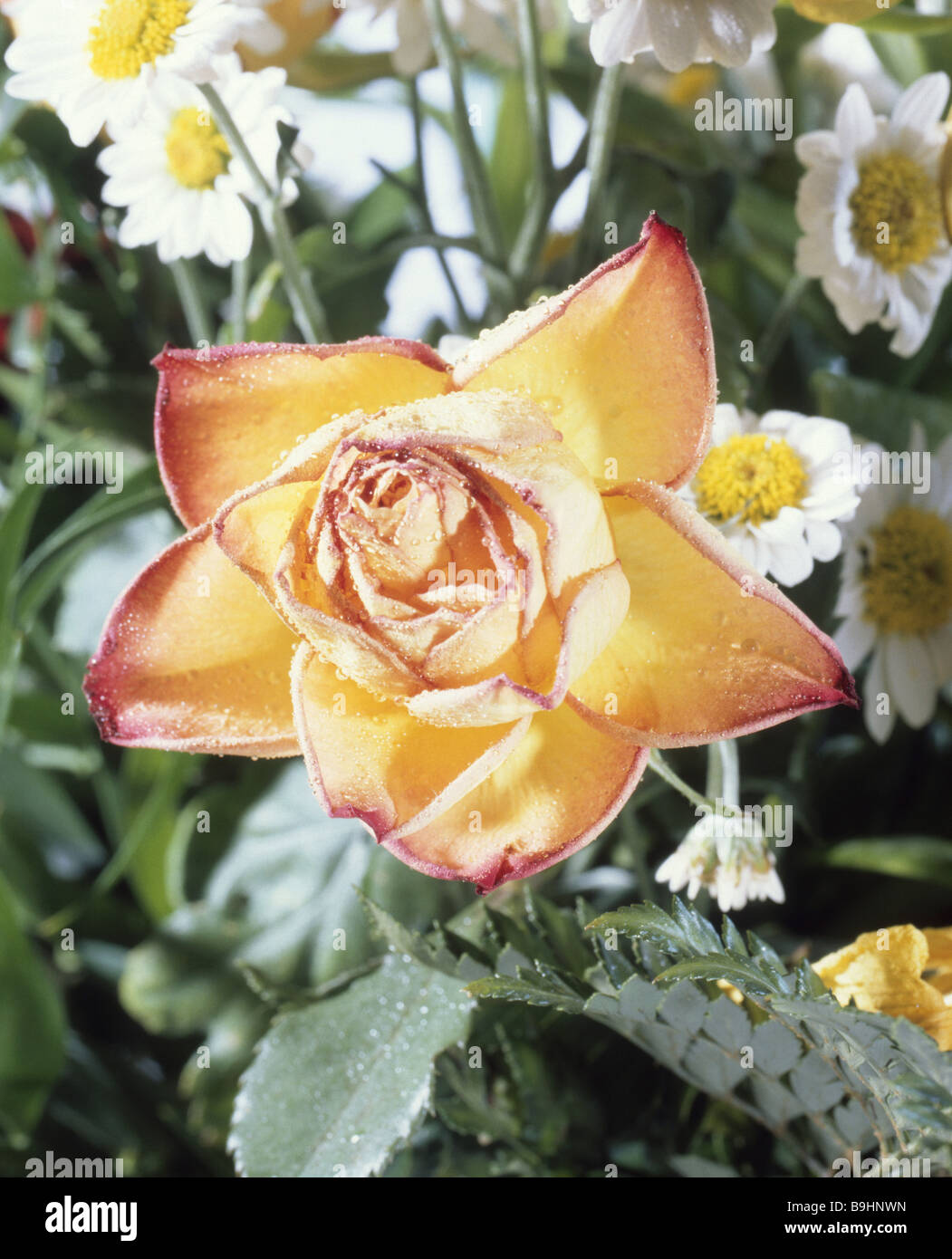 Ed withers hi-res stock photography and images - Alamy