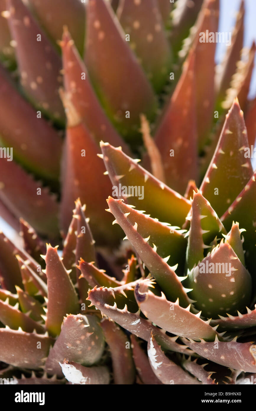 Aloe plant hi-res stock photography and images - Alamy