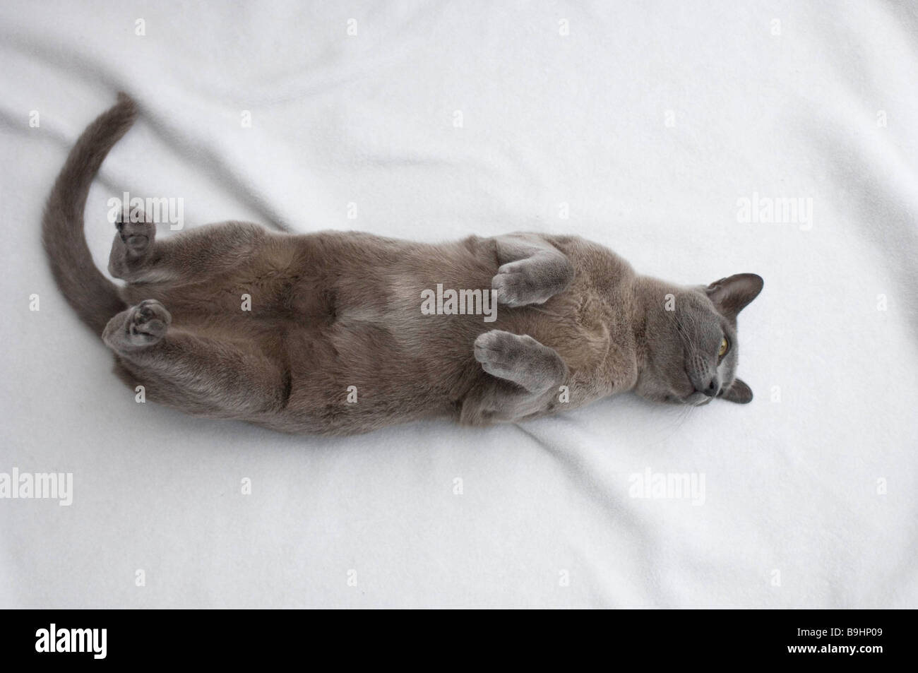 Cat Paw Raised High Resolution Stock Photography and Images - Alamy