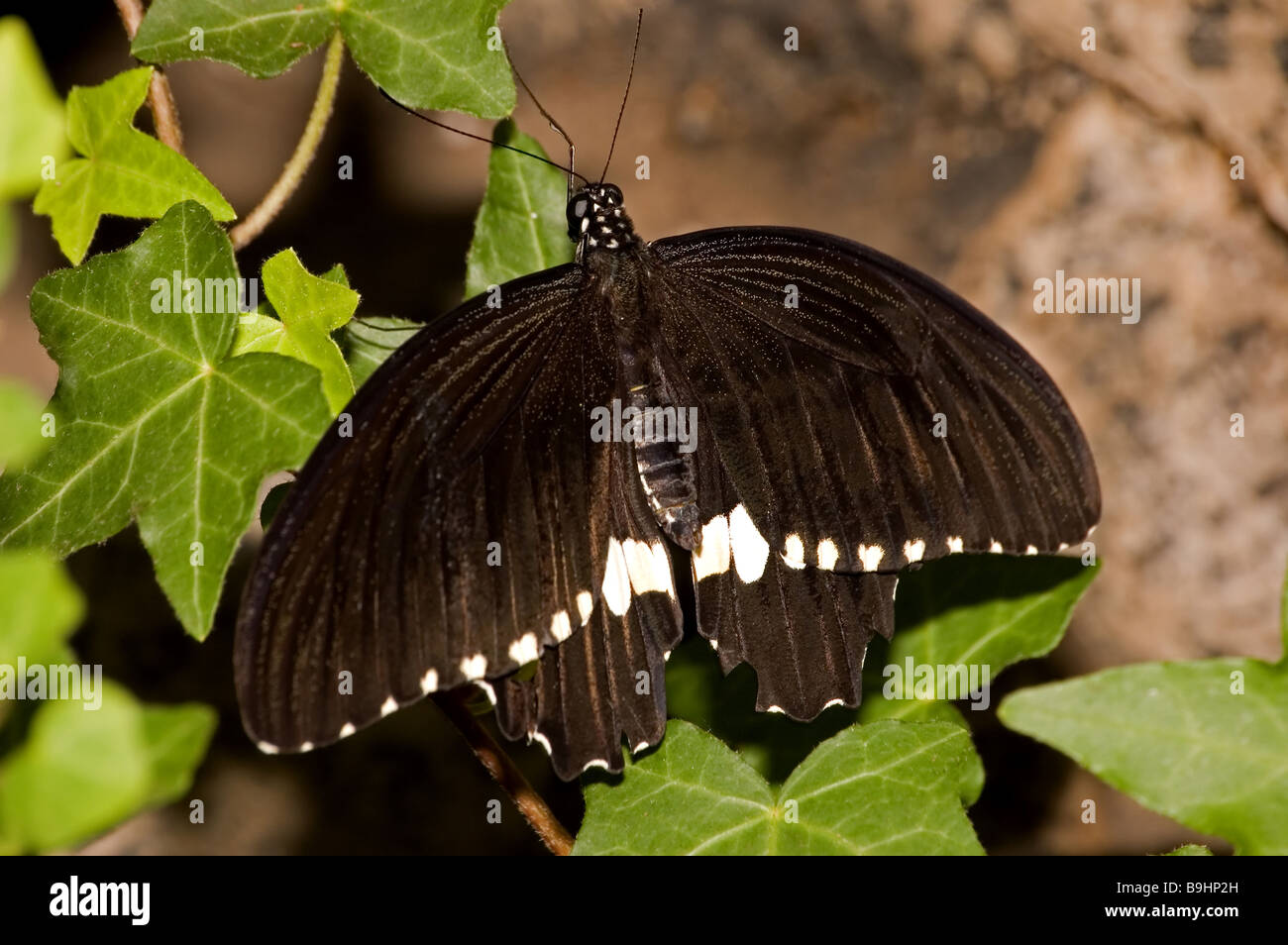 The common mormon butterfly hi-res stock photography and images - Alamy