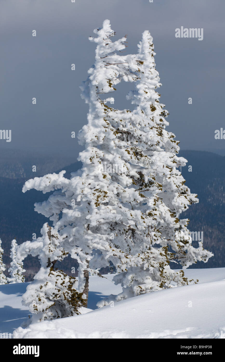 Landscape with pine tree covered snow Stock Photo - Alamy