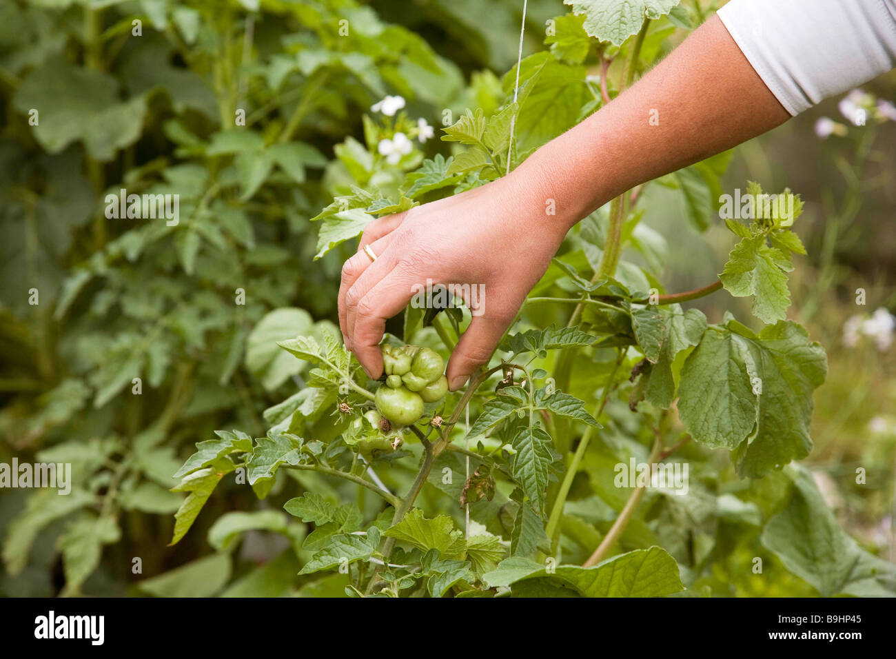 Hand touching tomato hi-res stock photography and images - Alamy