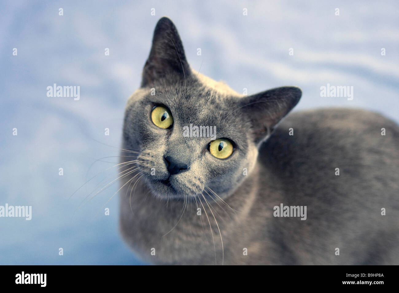 Burmese cat hi-res stock photography and images - Alamy