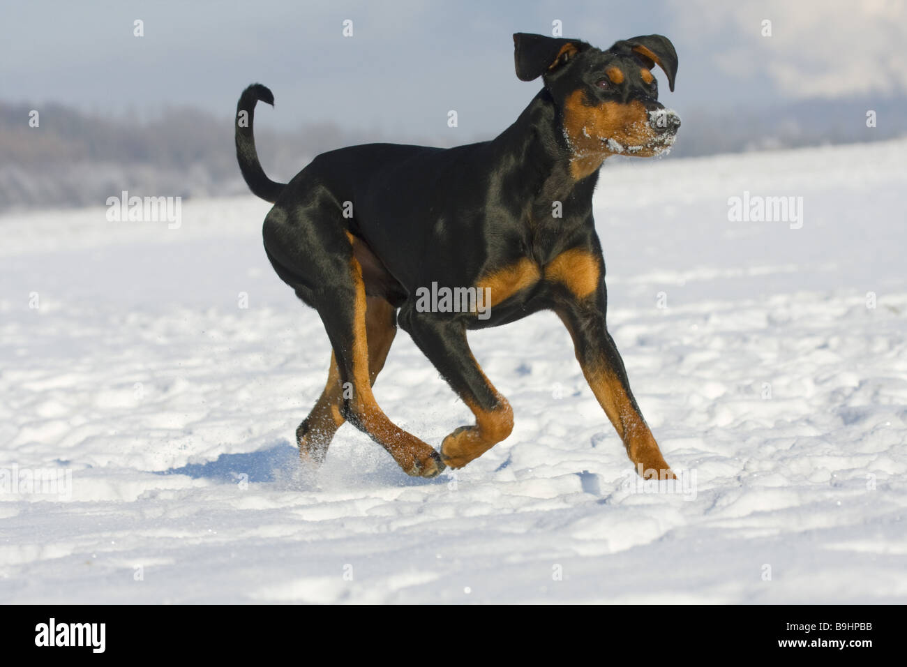 German Pinscher dog - running in the snow Stock Photo - Alamy