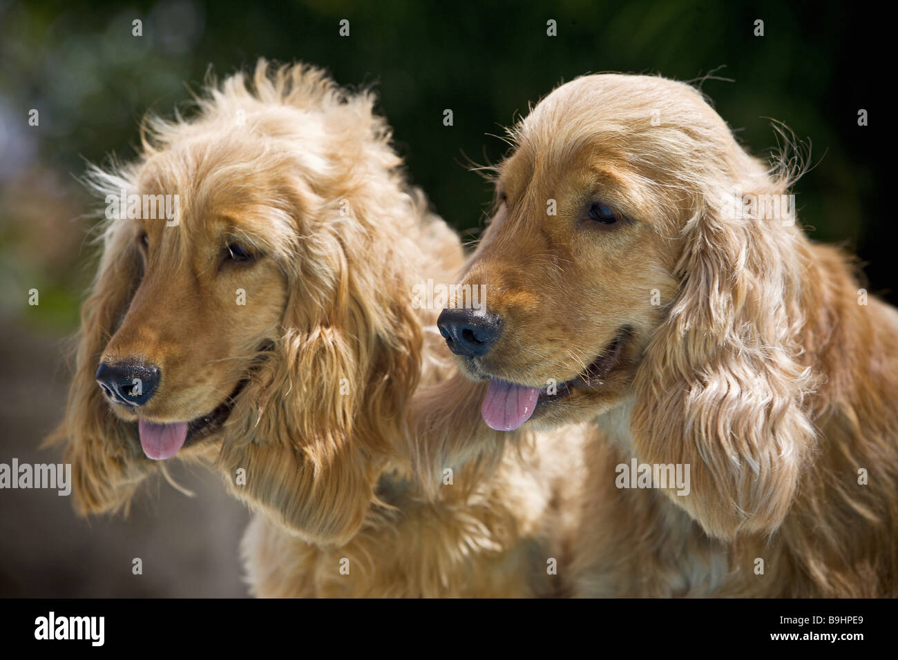 two Cocker Spaniel dogs - portrait Stock Photo - Alamy
