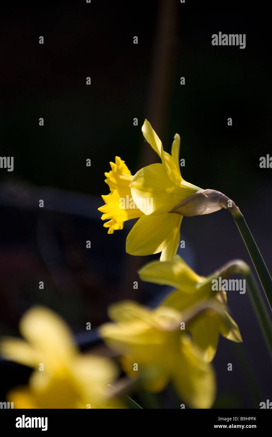 Yellow Daffodils in sunshine Stock Photo - Alamy