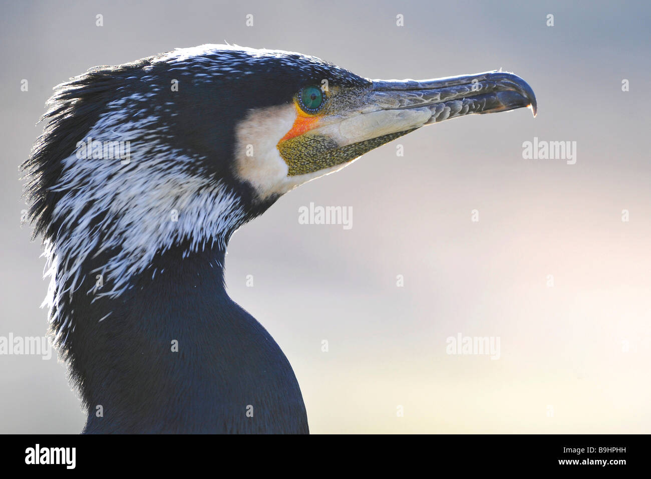 Great Cormorant (Phalacrocorax carbo), portrait Stock Photo - Alamy