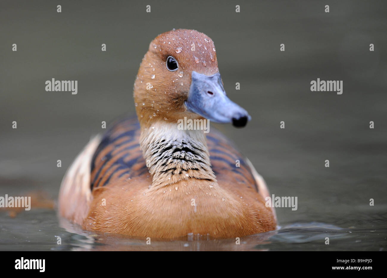 Fulvous Whistling Duck (Dendrocygna bicolor), in the water Stock Photo ...