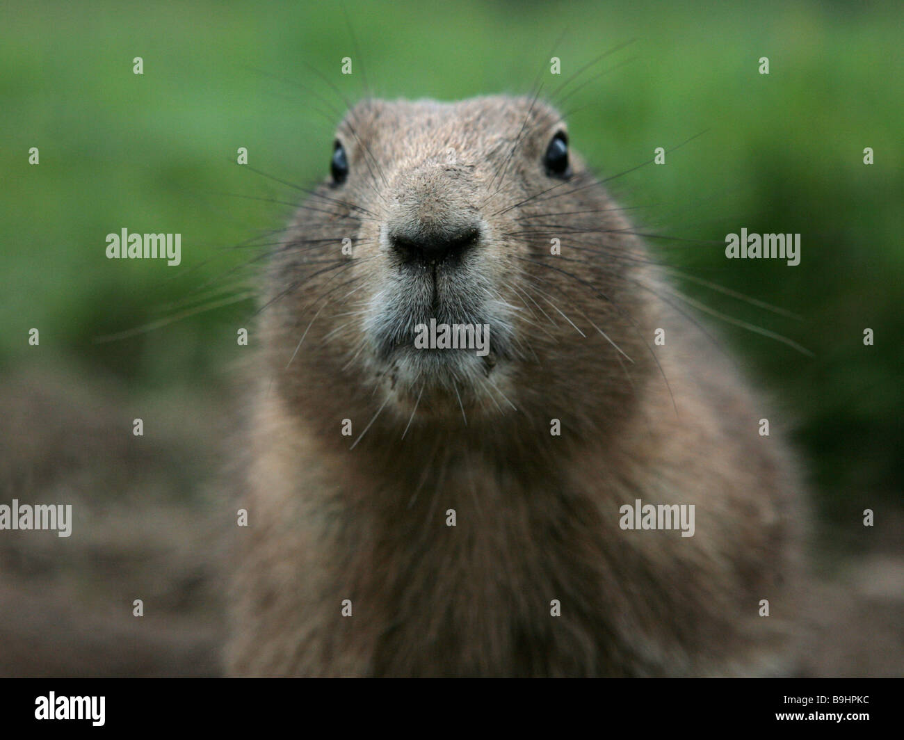 A portrait of a prairie dog Stock Photo - Alamy