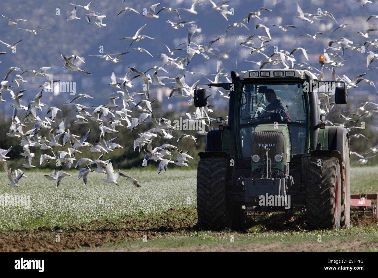 Gulls following tractor ploughing field hi-res stock photography and ...