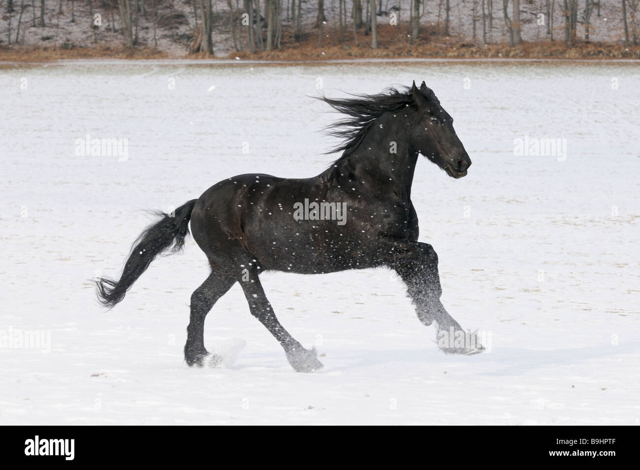 Friesian horse galloping snow hi-res stock photography and images - Alamy