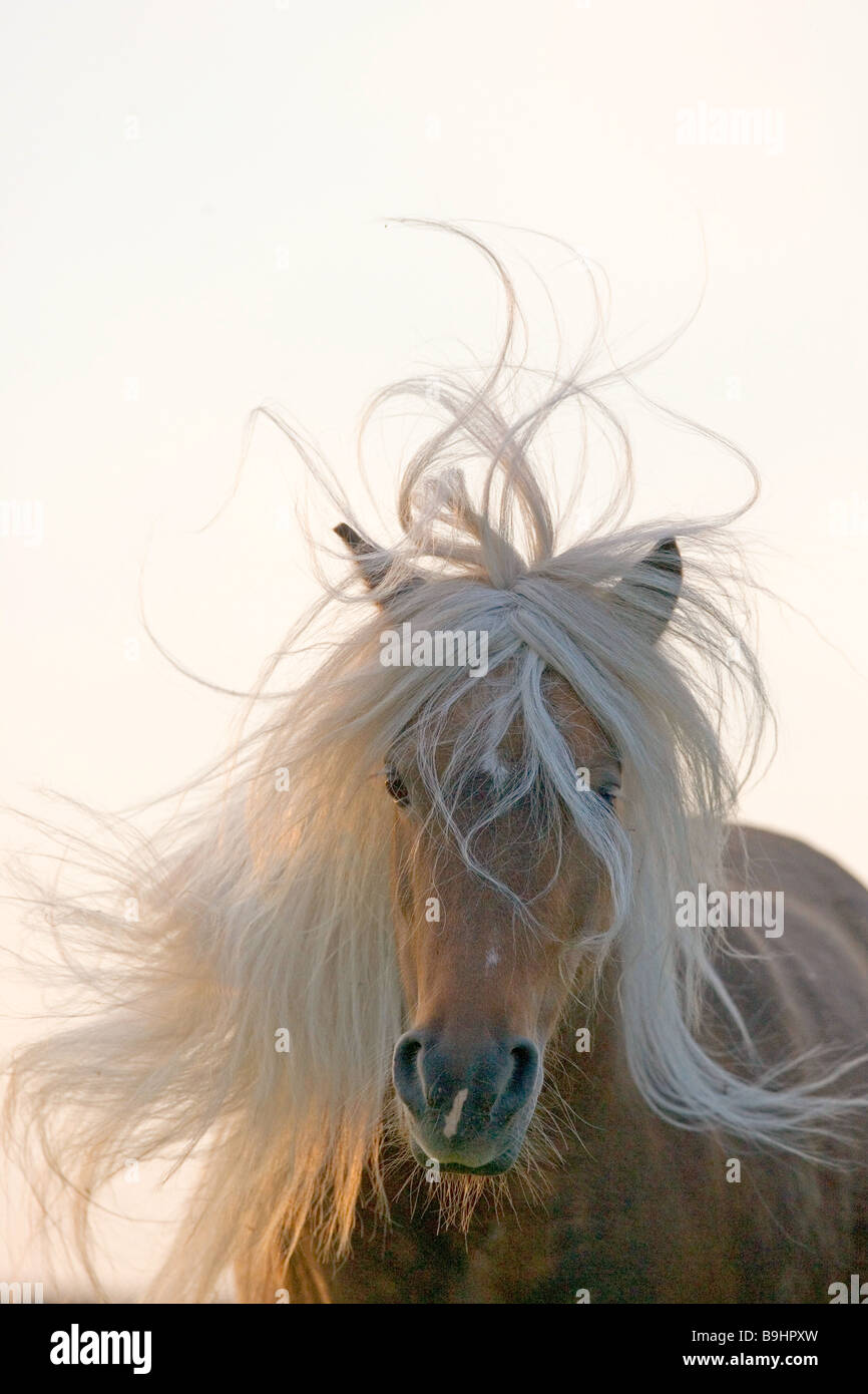 Classic Pony horse - portrait Stock Photo - Alamy