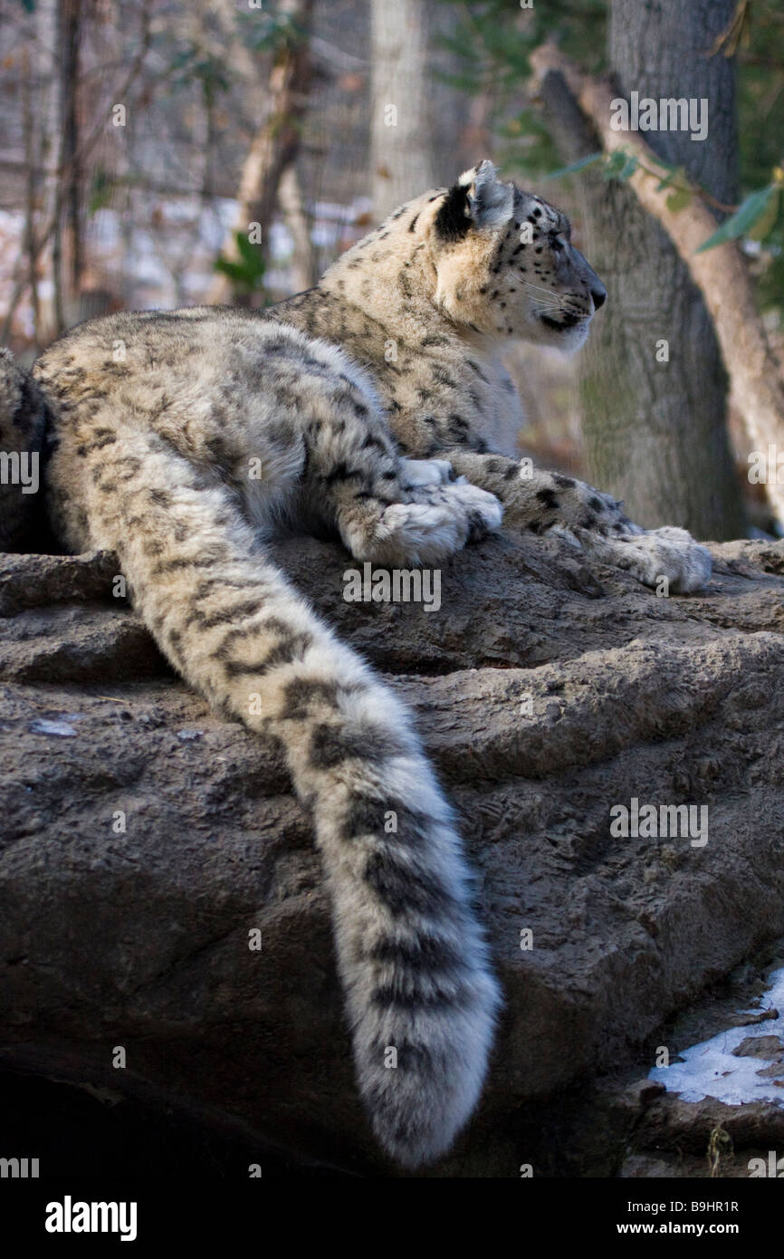 Snow leopard in profile in hi-res stock photography and images - Alamy