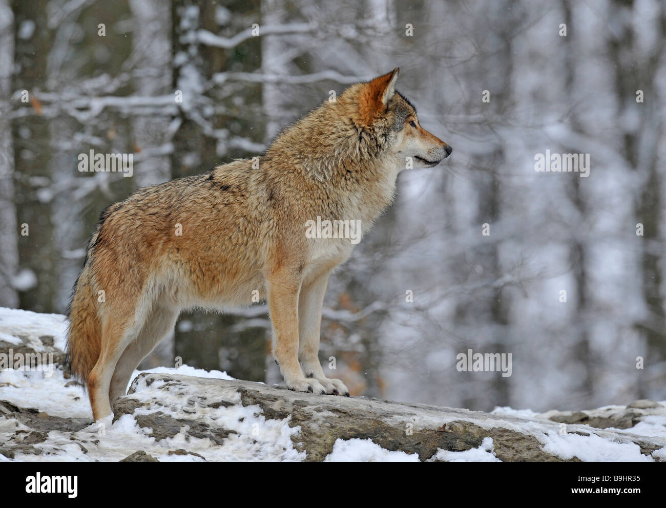 Mackenzie Valley Wolf or Canadian Timber Wolf (Canis lupus occidentalis ...