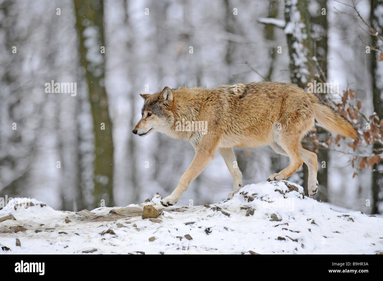 Mackenzie Valley Wolf or Canadian Timber Wolf (Canis lupus occidentalis ...