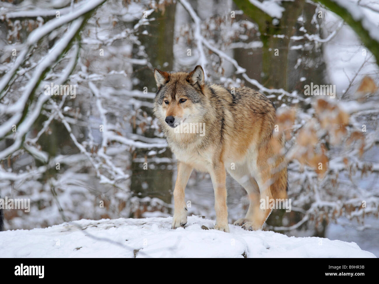 Mackenzie Valley Wolf or Canadian Timber Wolf (Canis lupus occidentalis ...