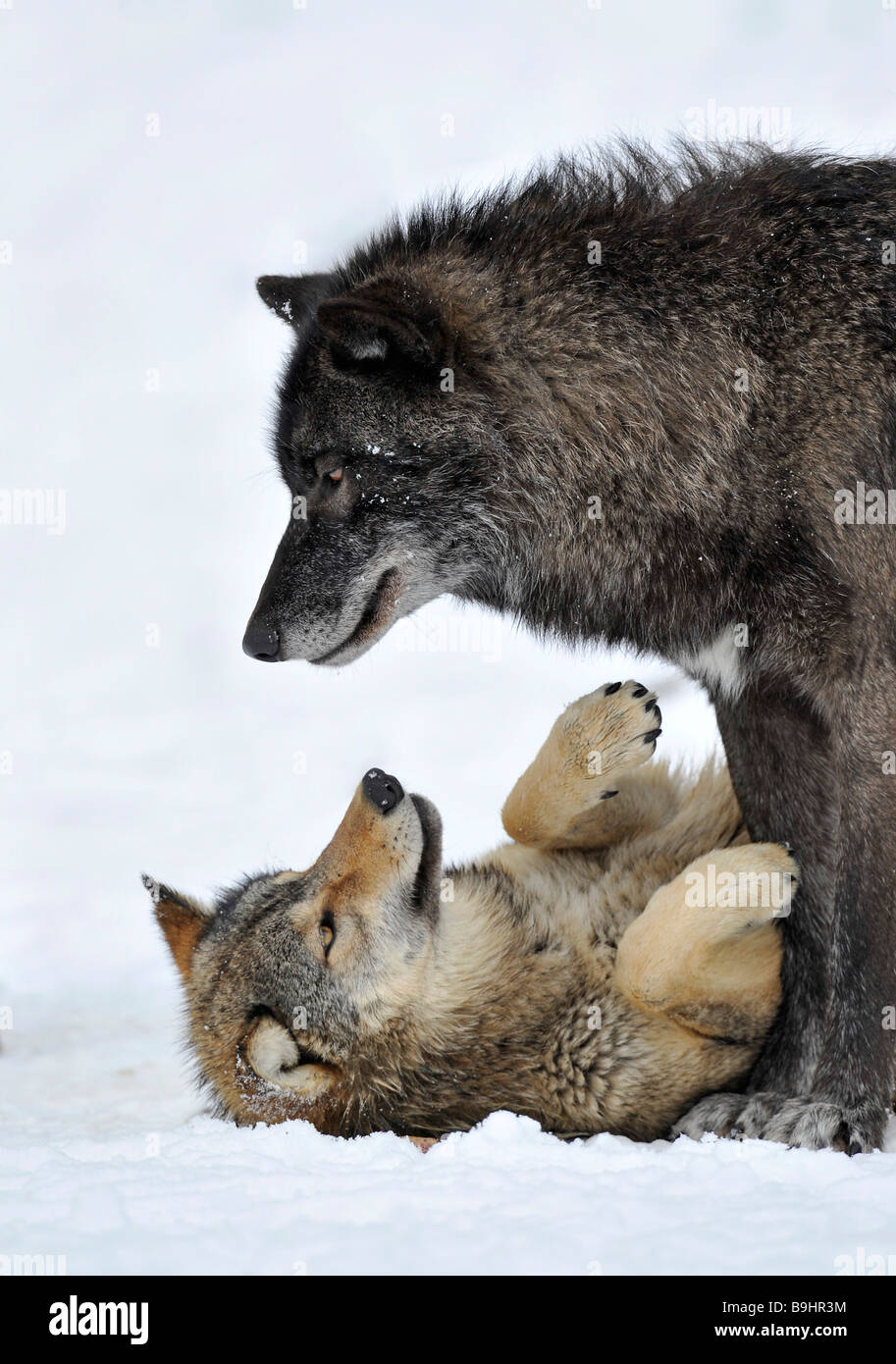 Mackenzie valley wolves hi-res stock photography and images - Alamy