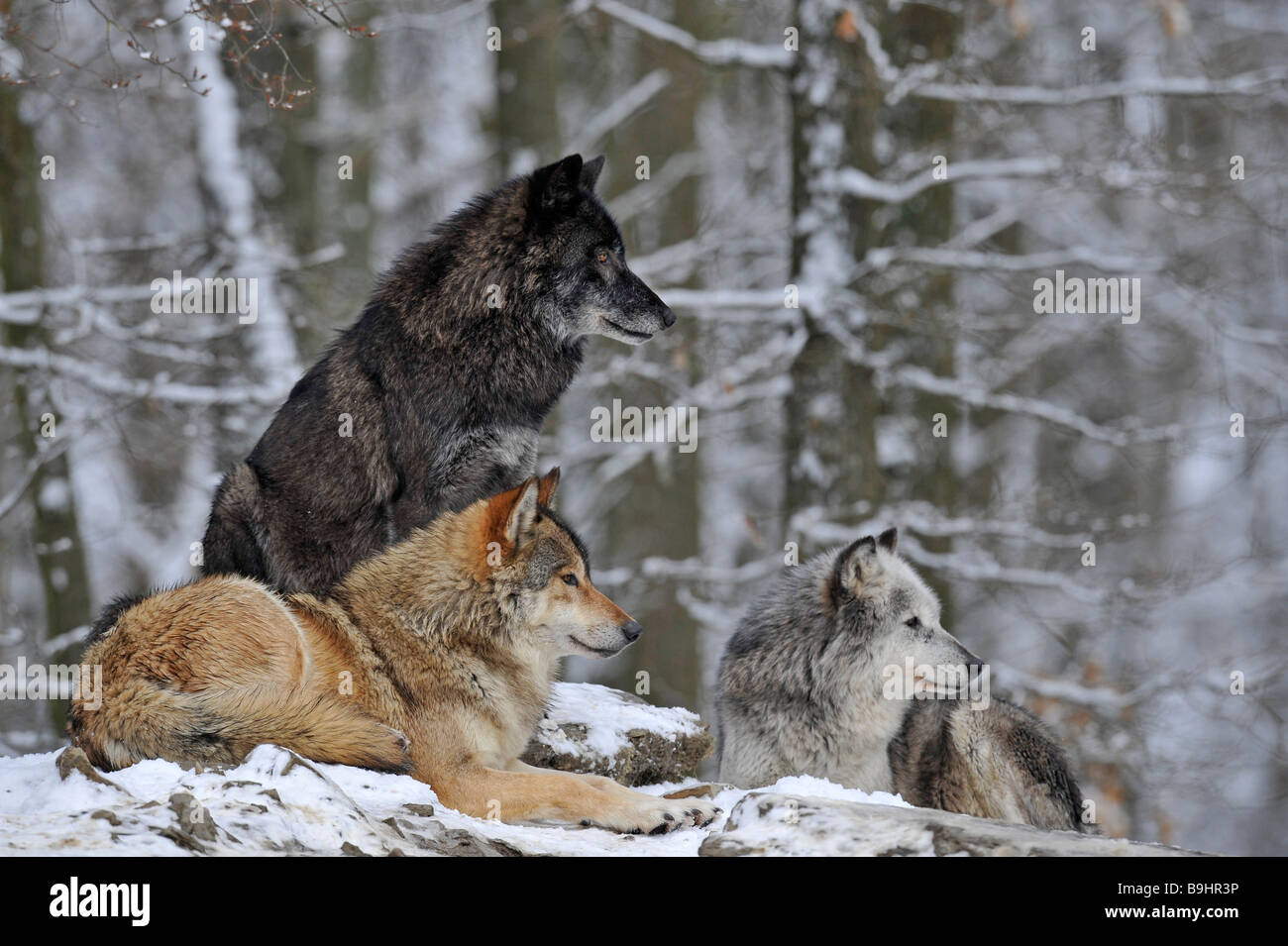 Mackenzie valley wolves hi-res stock photography and images - Alamy