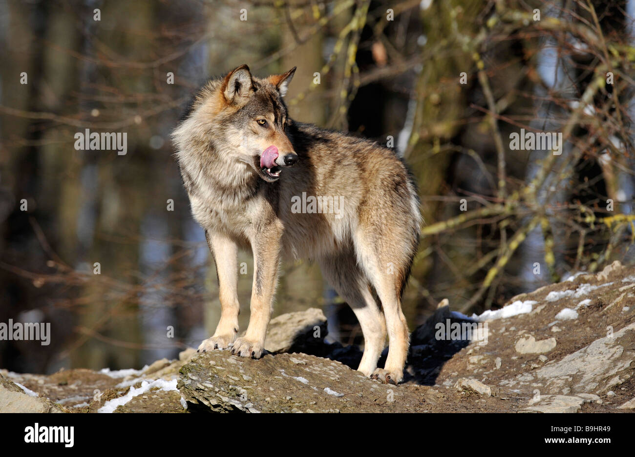 Mackenzie Valley Wolf or Canadian Timber Wolf (Canis lupus occidentalis ...