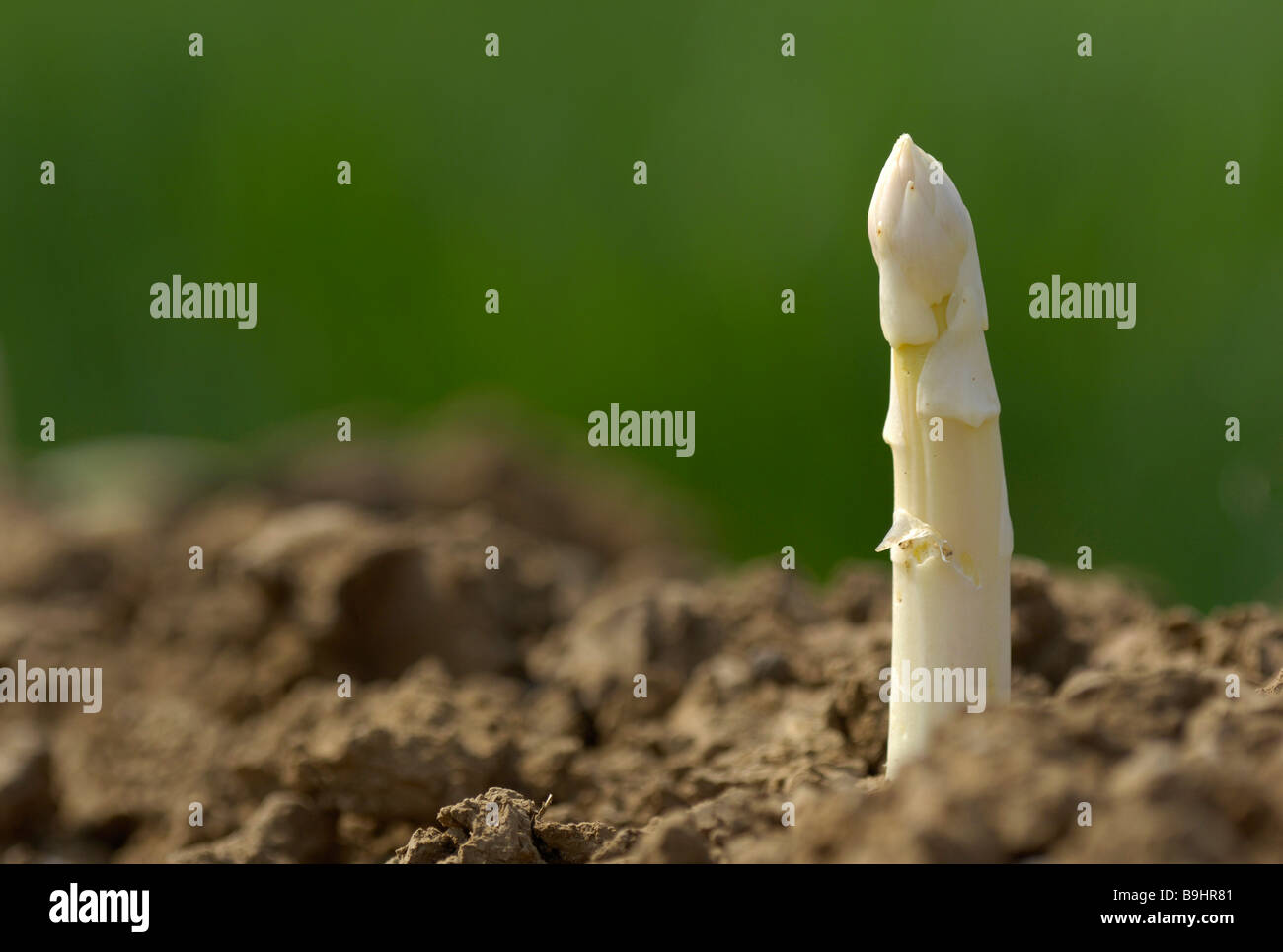 Asparagus officinalis soil hi-res stock photography and images - Alamy