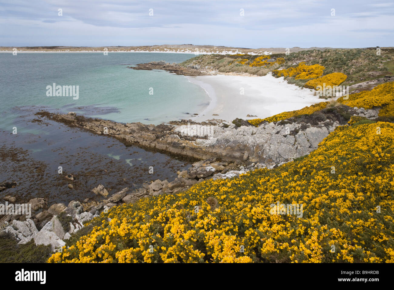 Falkland Islands, UK - Gypsy Cove near Stanley Stock Photo - Alamy