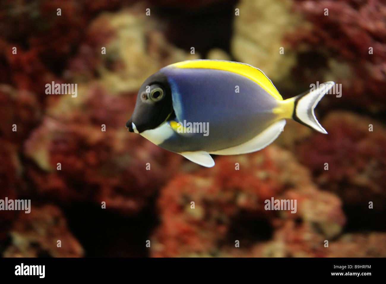 Powderblue or Blue Tang Fish, Acanthurus leucosternon, Acanthuridae ...