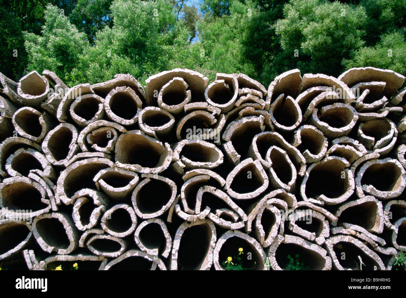 Cork oak bark stacked, Algarve Portugal Stock Photo - Alamy