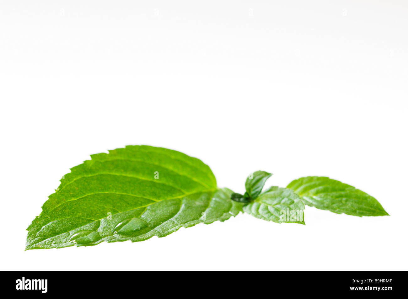 Peppermint (Mentha × piperita) leaves Stock Photo - Alamy