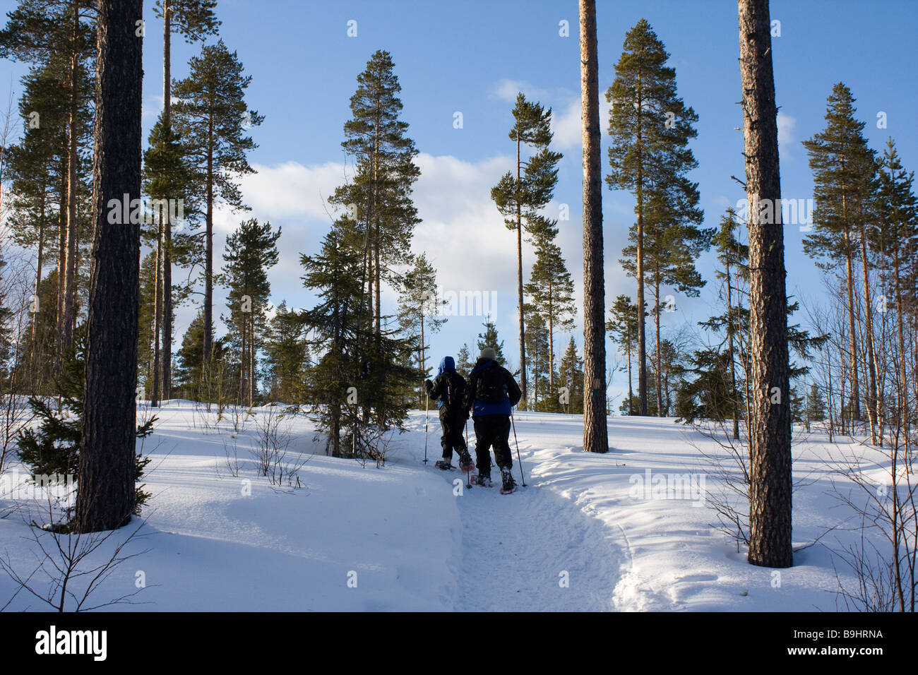 Winter in Oulanka National Park national park in Oulu and Lapland ...