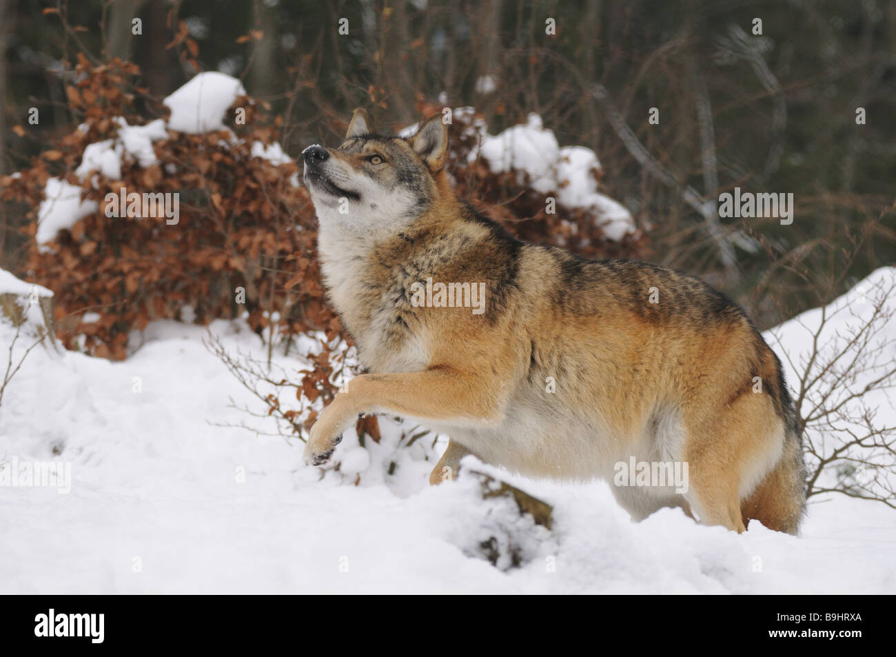 Wolf standing in meadow hi-res stock photography and images - Alamy
