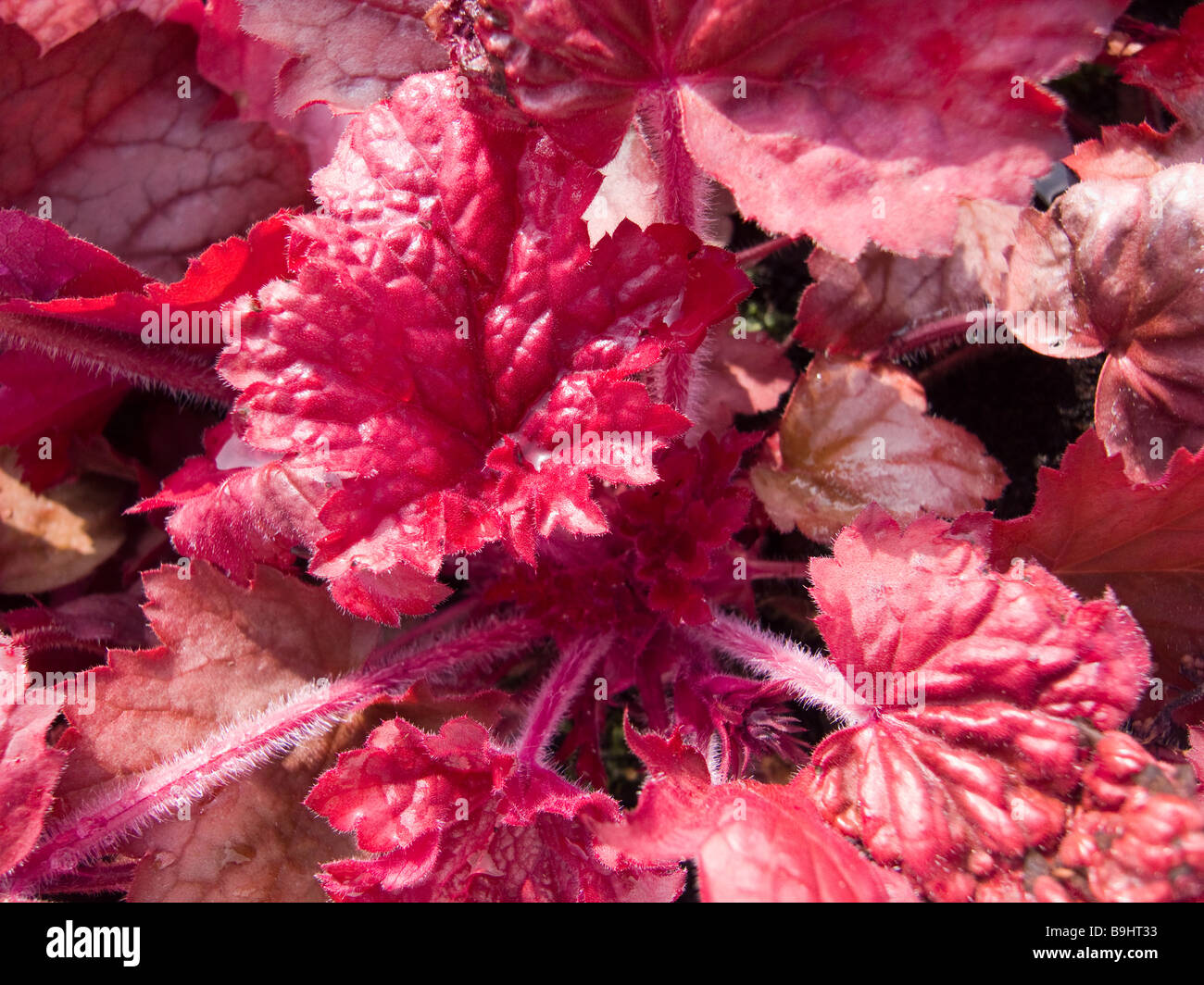 Showing interesting colour and texture hi-res stock photography and ...