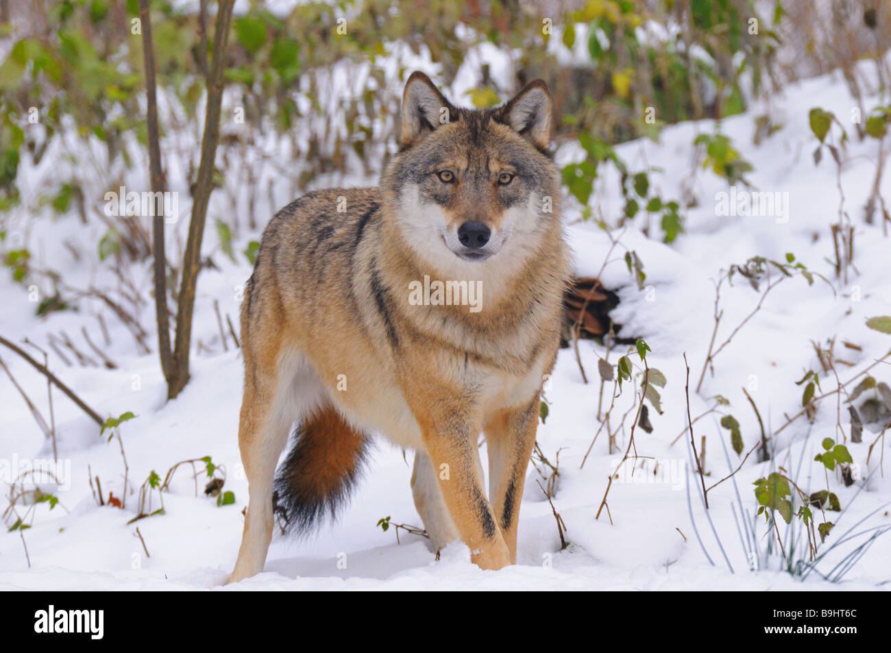 wolf - standing in meadow Stock Photo - Alamy
