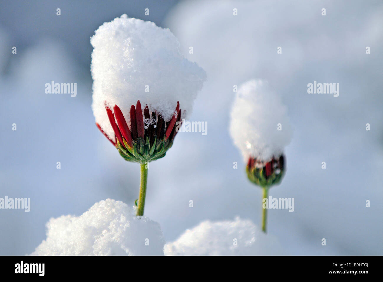 Covered with flowers hi-res stock photography and images - Alamy